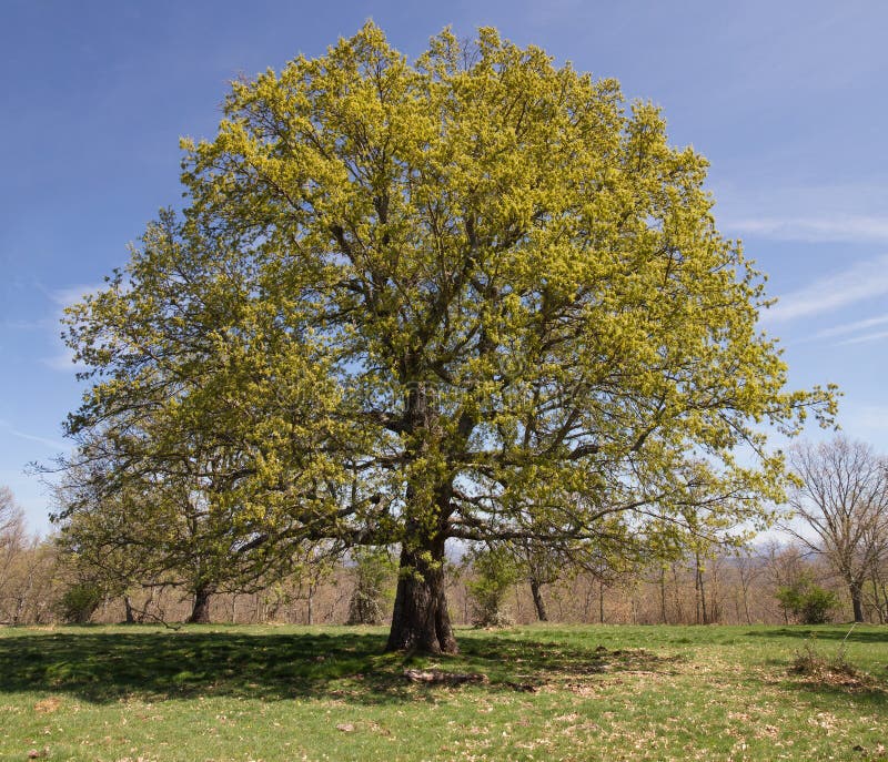 Great Centennial Tree with Huge Aerial Roots Stock Photo - Image of ...