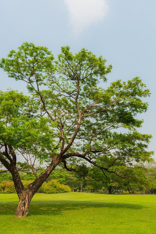 Great Old Oak Tree in Harsh Daylight Stock Image - Image of sight ...