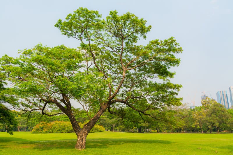 Great Old Oak Tree in Harsh Daylight Stock Image - Image of nature ...