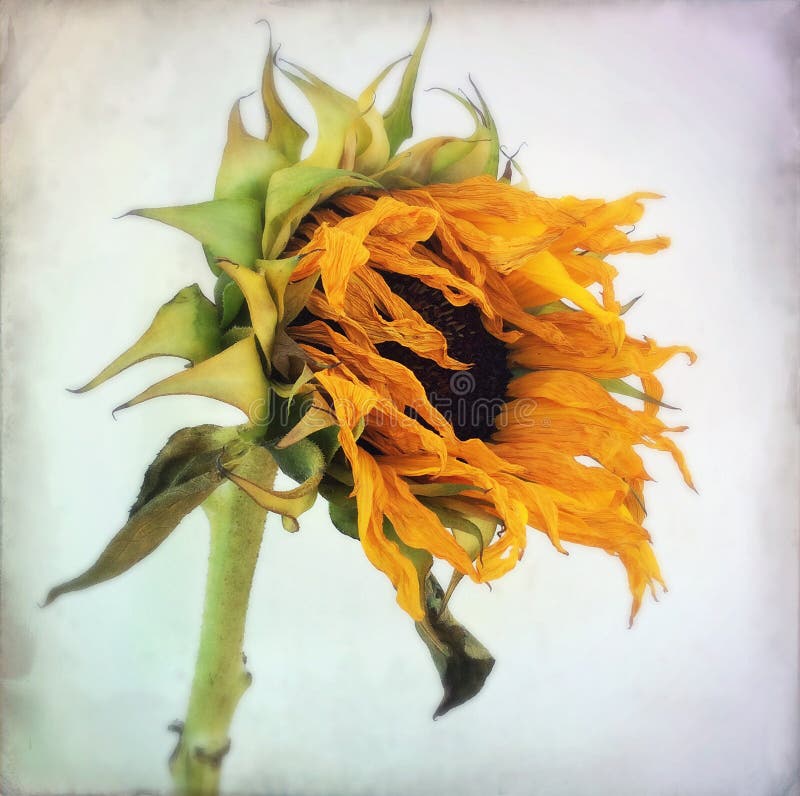 Great Old Sunflower Number 2 Stock Image - Image of modern, style: 97483921