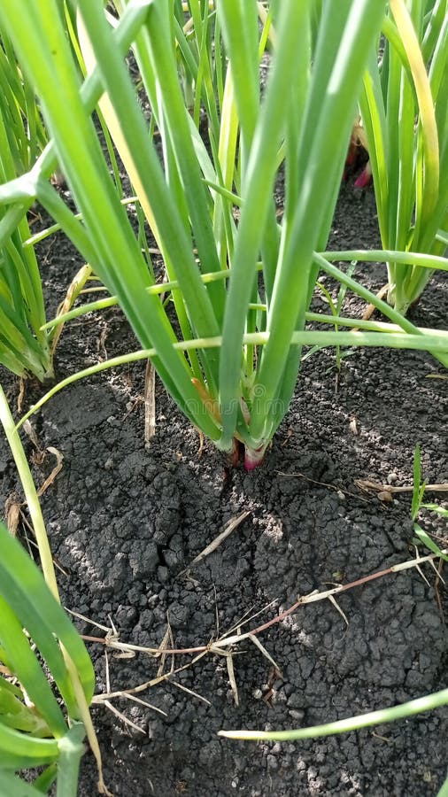 Great of Onion tree stock image. Image of java, onion - 263228495