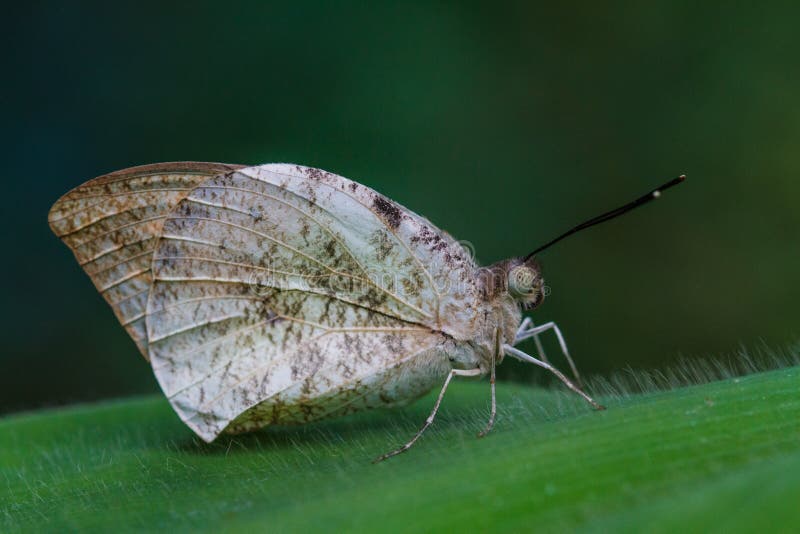 Great Orangetip Butterfly stock photo. Image of glaucippe - 39428876