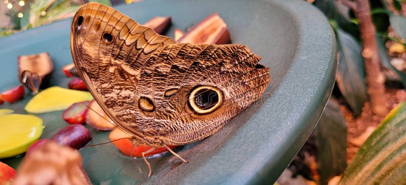 Great Owl Butterfly Caligo Memnon Stock Image - Image of wildlife ...