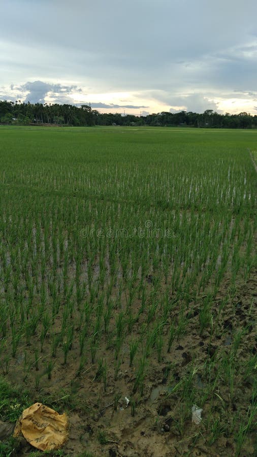 A great paddy field editorial image. Image of great - 198587475