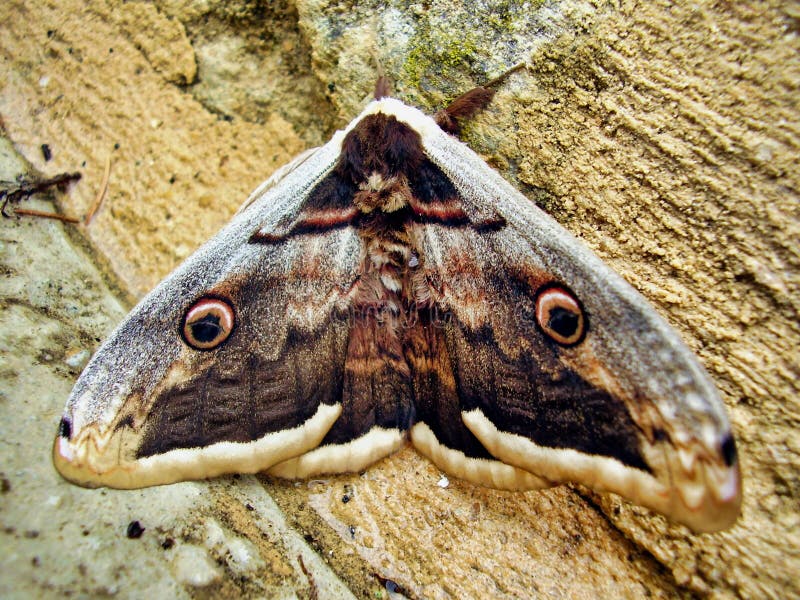 Great Peacock Moth stock photo. Image of symmetry, close - 255096512