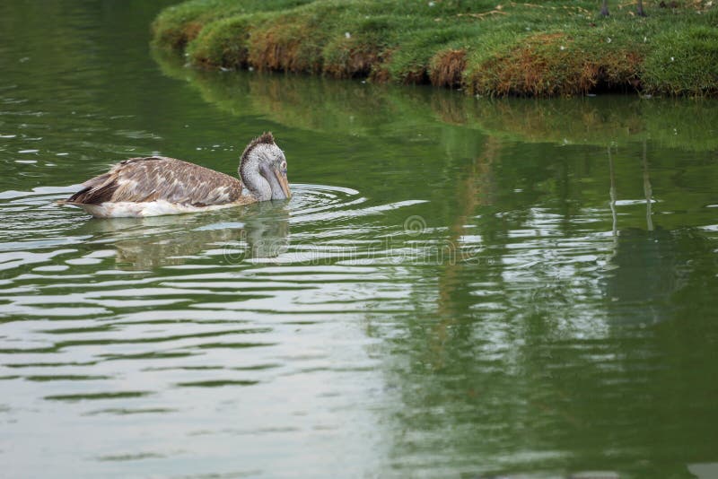 The Great Pelican Bird is Rest Near the River Stock Image - Image of ...