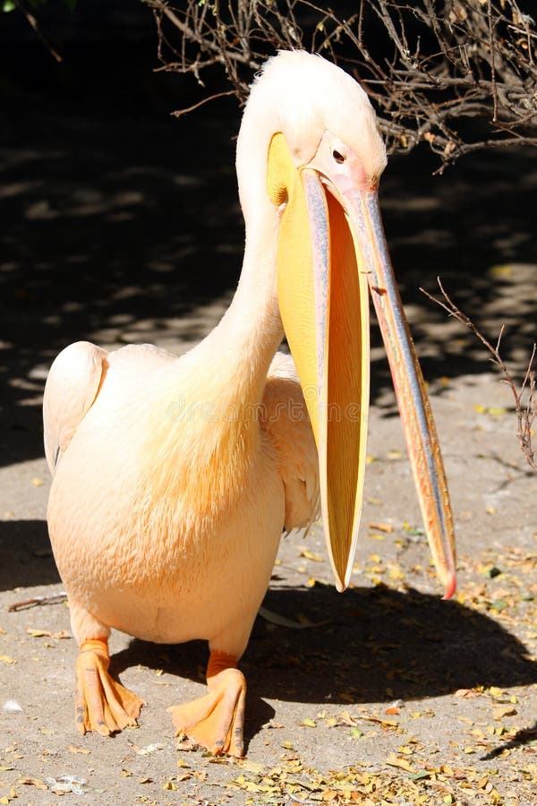Great Pelican (Pelecanus Onocrotalus) Crying Stock Photo - Image of freshwater, bird: 45868938