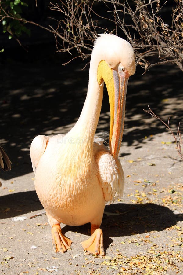 Great Pelican (Pelecanus Onocrotalus) Crying Stock Image - Image of ...