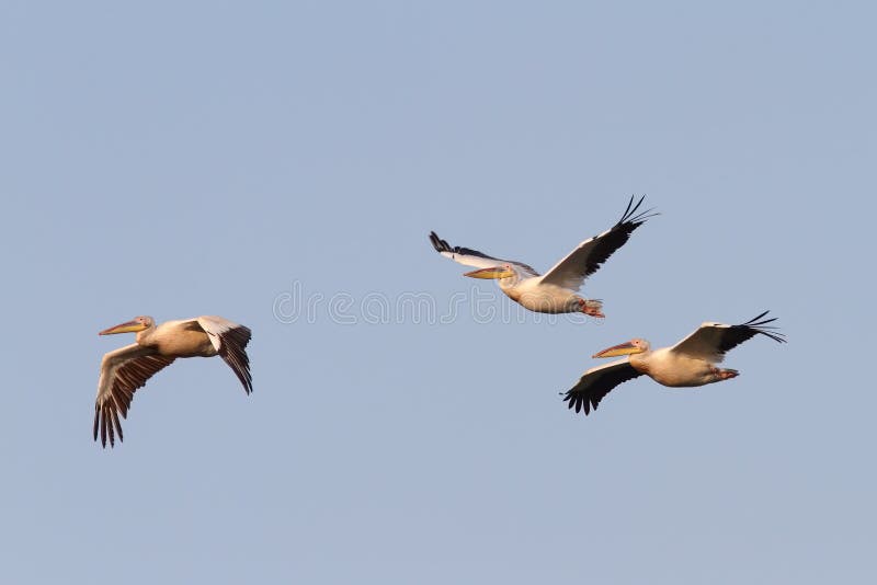 Two Pelicans Flying Over the Sea Stock Photo - Image of delta ...