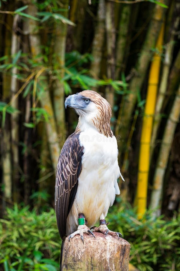 Philippine Eagle Hunting Monkey
