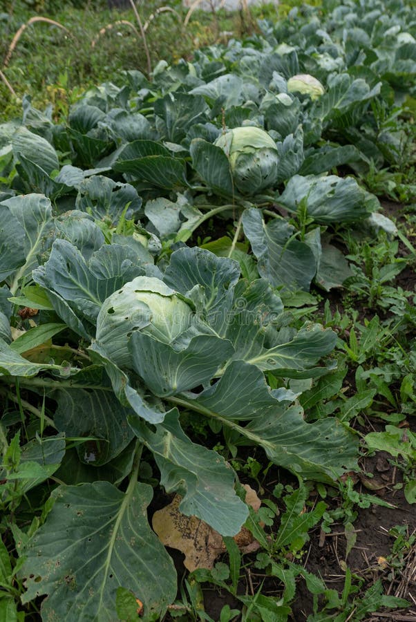 Natural Cabbage in Organic Farm Stock Image - Image of leaf, farm ...