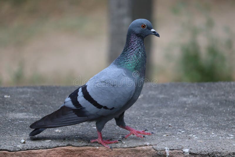 Great pigeon side view stock photo. Image of pigeon - 173580970