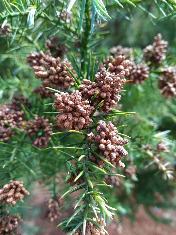 Great pine at farm stock photo. Image of dads, farm, great - 95415036
