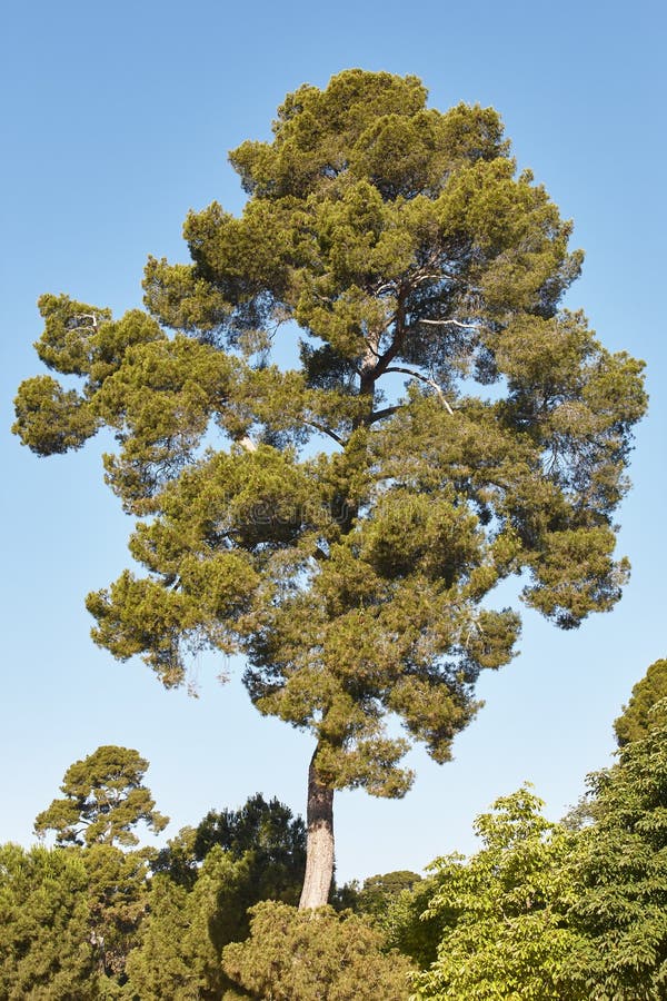 Great Pine Tree Over a Blue Sky. Nature Background Stock Image - Image ...