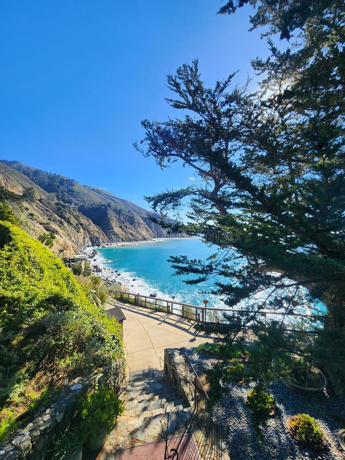 A Great Pine Tree on a Sunny Path Overlooking the Ocean Stock Photo ...