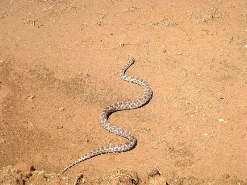 Great Plains Rat Snake, Pantherophis Emoryi Stock Image - Image of ...