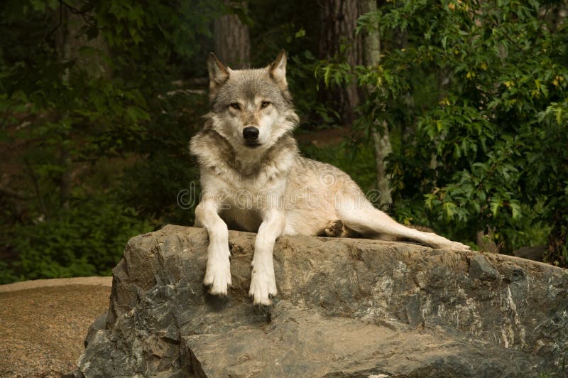 Great plains wolf on rock stock photo. Image of great - 11924326