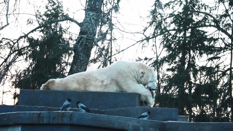 The Great Polar Bear Eats Bone with Meat. Stock Footage - Video of ...