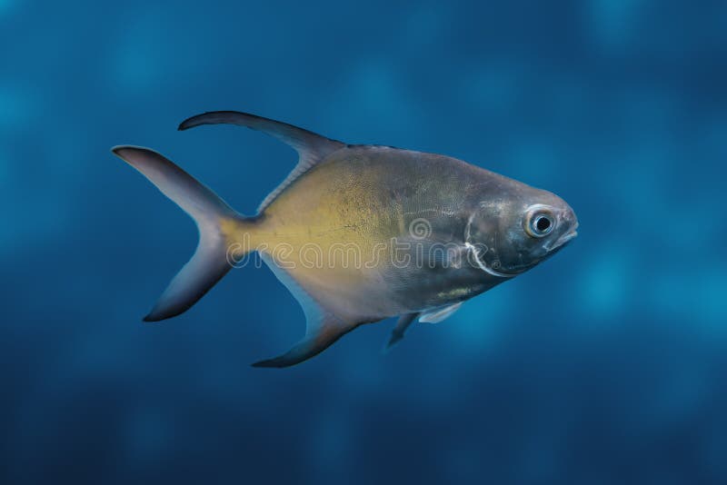Great Pompano fish stock image. Image of lovely, ecosystem - 309612741