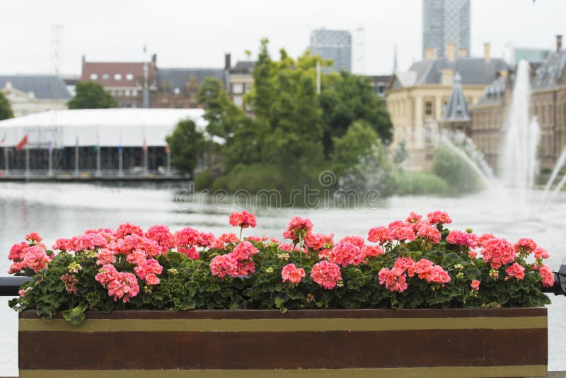 A great pot with geraniums stock image. Image of holland - 139322345