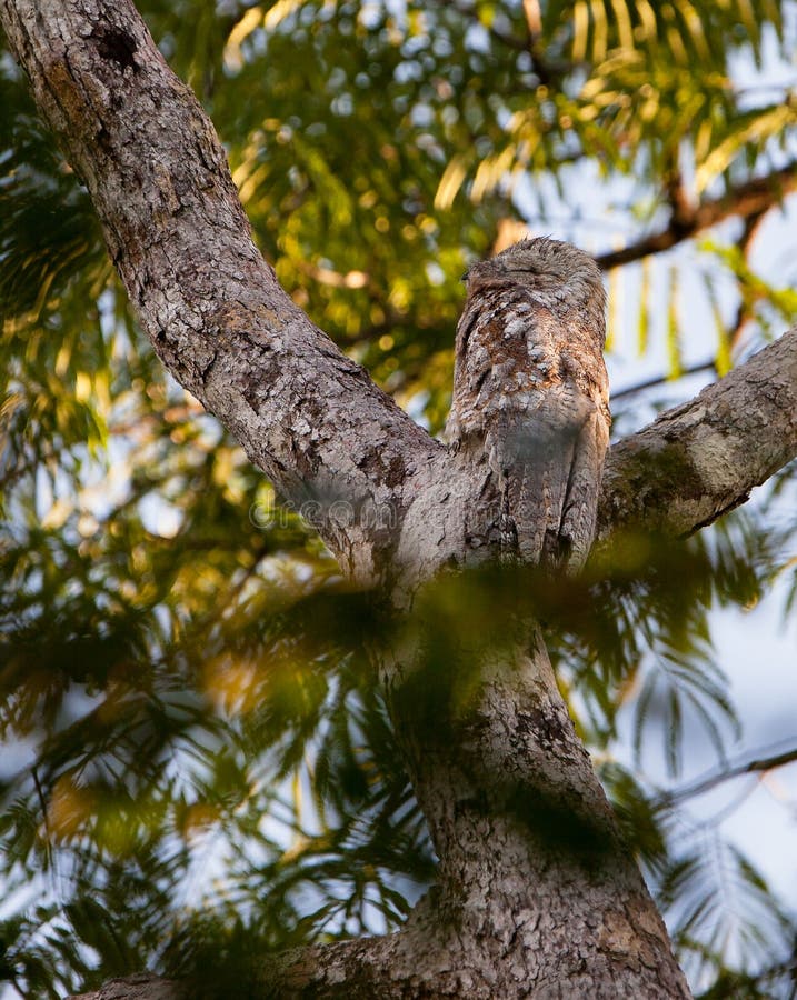 Great Potoo stock photo. Image of amazonian, caprimulgiformes - 26913672