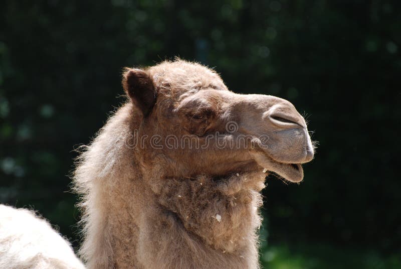 Side Profile Bactrian Camel Stock Photos - Free & Royalty-Free Stock ...