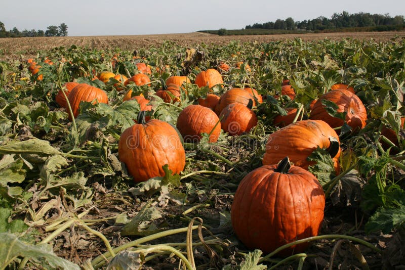 Great pumpkin stock image. Image of vegetable, autumn - 6067173