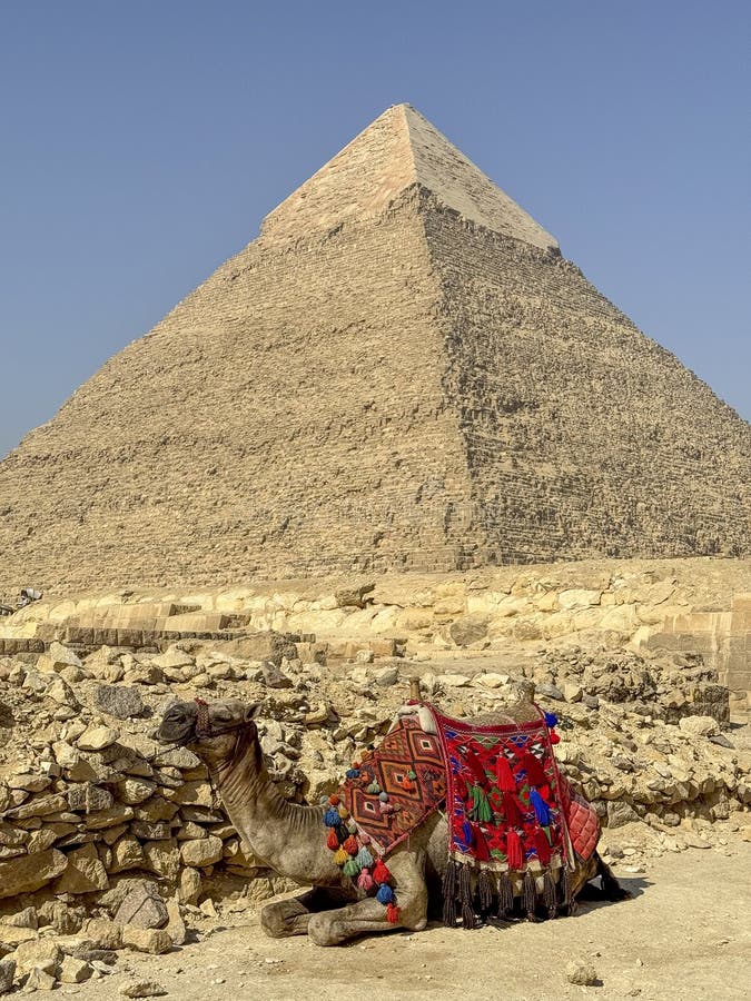The Great Pyramids of Giza with Camel Stock Photo - Image of adventure ...