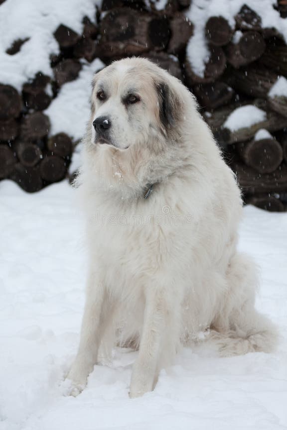 Great Pyrenees stock image. Image of loving, outside - 12720733