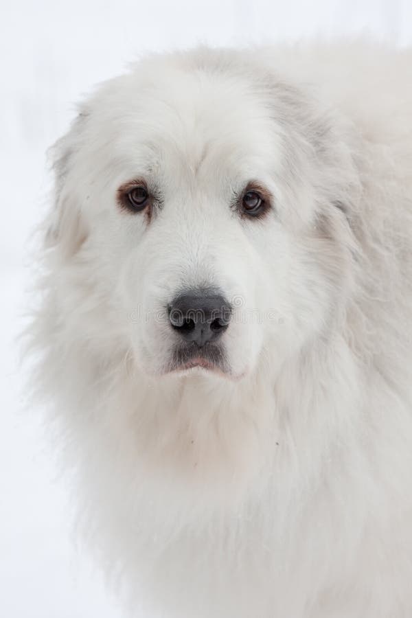 Great Pyrenees stock photo. Image of adorable, great - 16893550