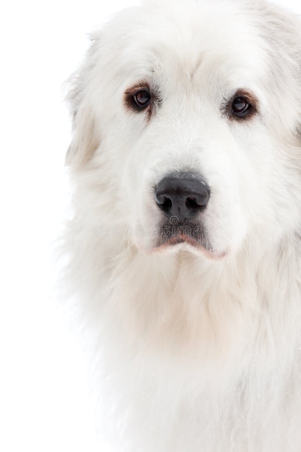 Great Pyrenees stock photo. Image of dogs, wild, pyrenees - 16893576