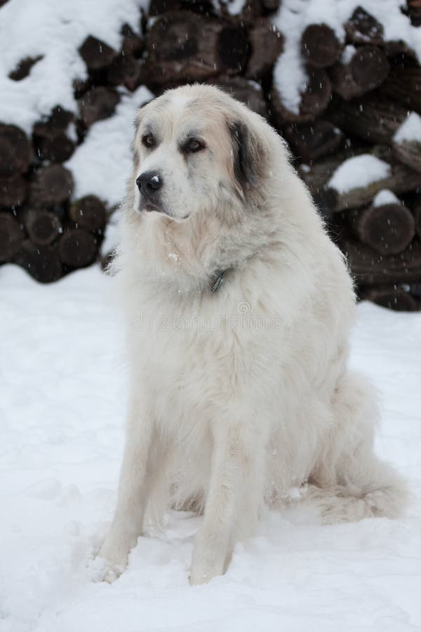 Great Pyrenees stock image. Image of gaze, eyes, profile - 16893603