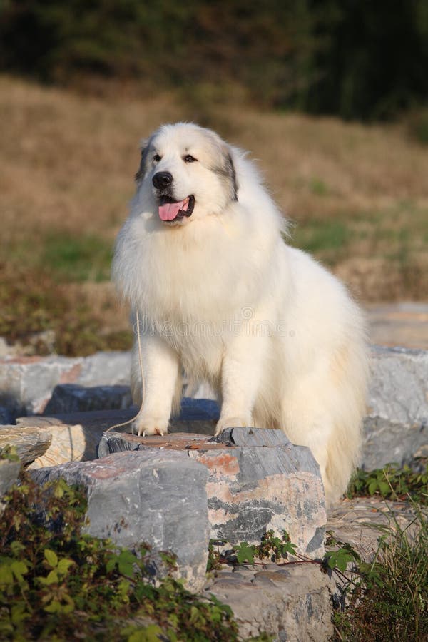Great Pyrenees Dog stock photo. Image of beautiful, happy - 19626466