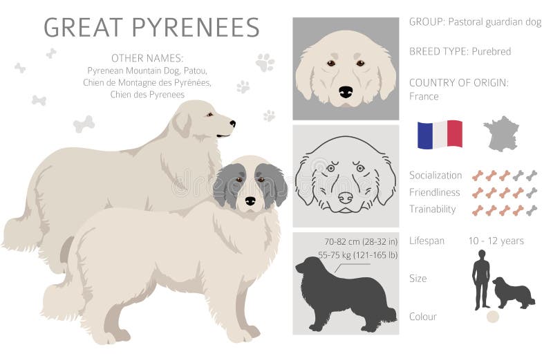 Great Pyrenees Clipart. Different Poses, Coat Colors Set Stock Vector ...