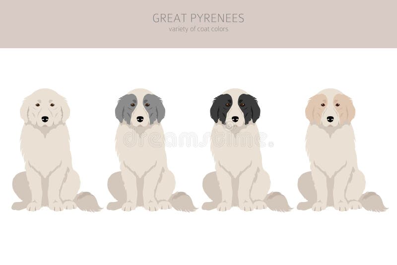 Great Pyrenees Clipart. Different Poses, Coat Colors Set Stock Vector ...