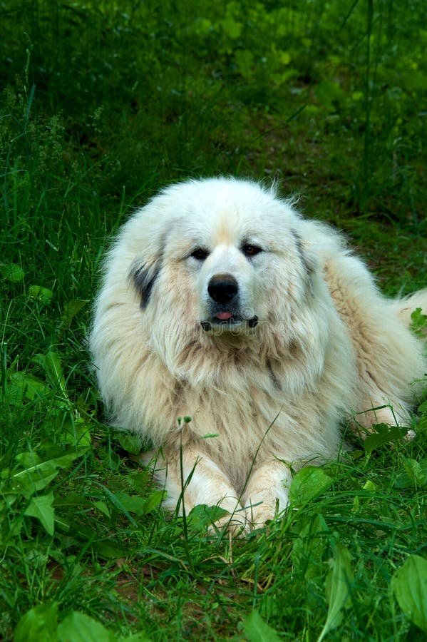 Great Pyrenees Dog stock photo. Image of beautiful, happy - 19626466