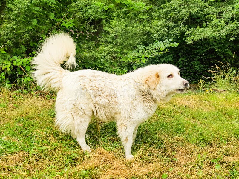 Great Pyrenees Dog Patou on the Edge of the Forest Stock Image - Image ...