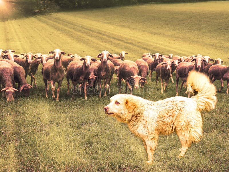 Great Pyrenees Dog Patou and Group of Sheep on the Field in the Rays of ...