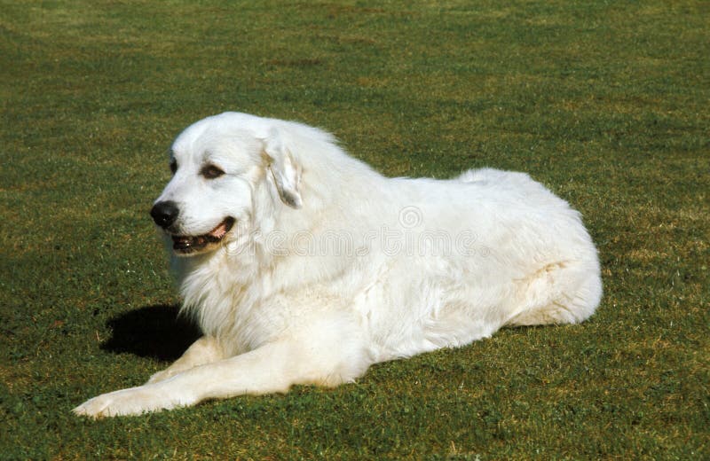 GREAT PYRENEES DOG or PYRENEAN MOUNTAIN DOG, ADULT SITTING on GRASS ...