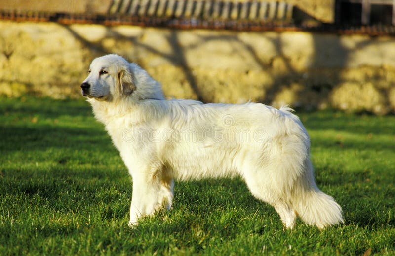 Great Pyrenees Dog or Pyrenean Mountain Dog Stock Image - Image of ...