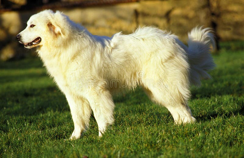 GREAT PYRENEES DOG or PYRENEAN MOUNTAIN DOG, ADULT SITTING on GRASS ...