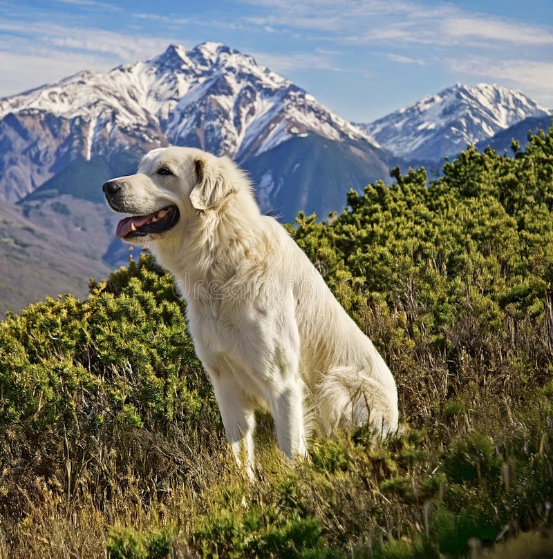 Great pyrenees dog stock illustration. Illustration of mountains ...