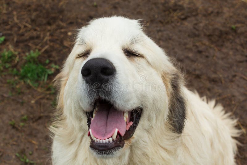 Great Pyrenees Laughing stock image. Image of countryside - 116303285