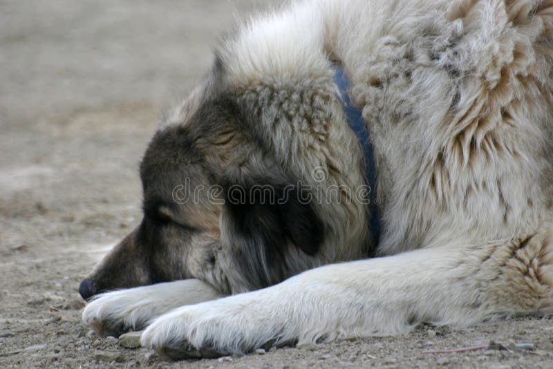 Big Dog at Rest stock photo. Image of mask, sleep, pyrenees - 102424746