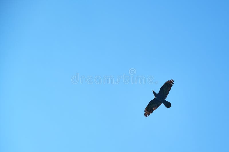 Great Raven or Corvus Corax, Standing between Vultures. Stock Image ...