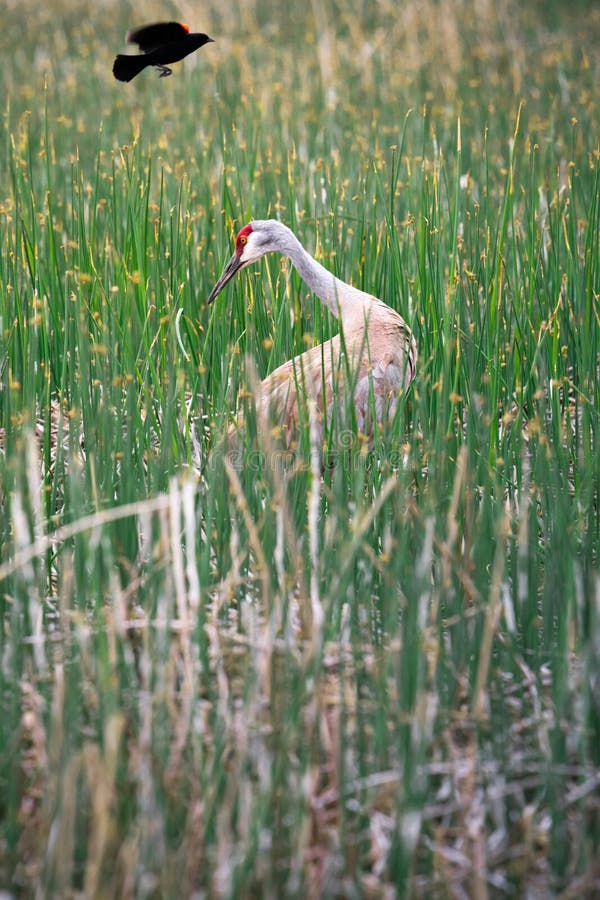Great Red-Headed Heron in the Grass, Close-up, Vertical Stock Image ...