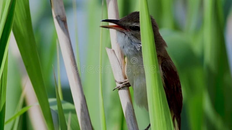 Great Reed Warbler Acrocephalus Arundinaceus Stock Footage - Video of ...