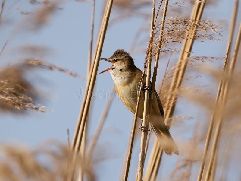 Great Reed Warbler Acrocephalus Arundinaceus Stock Image - Image of ...