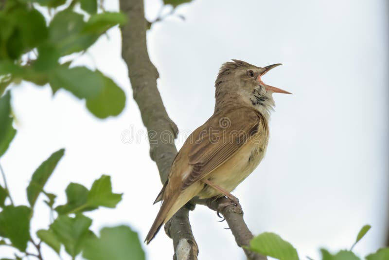 Great reed warbler bird stock photo. Image of song, fauna - 118905256