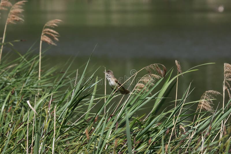 Great Reed Warbler Male Bird Calling Female Stock Image - Image of reed ...